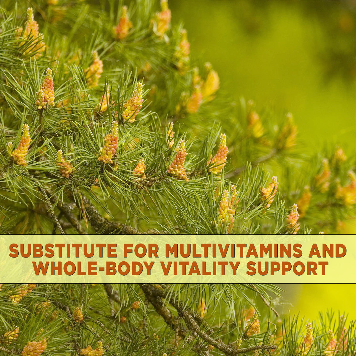 Aki Vitamin Supplements | Organic Supplements – Aki Organic